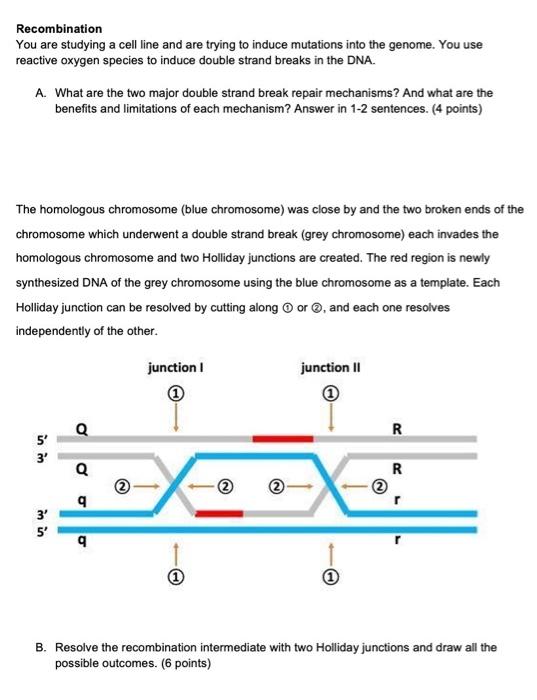 Solved Recombination You are studying a cell line and are | Chegg.com