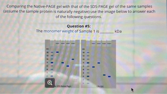 Solved Comparing the Native-PAGE gel with that of the | Chegg.com