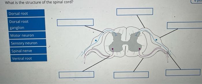 Solved What is the structure of the spinal cord? Dorsal root | Chegg.com