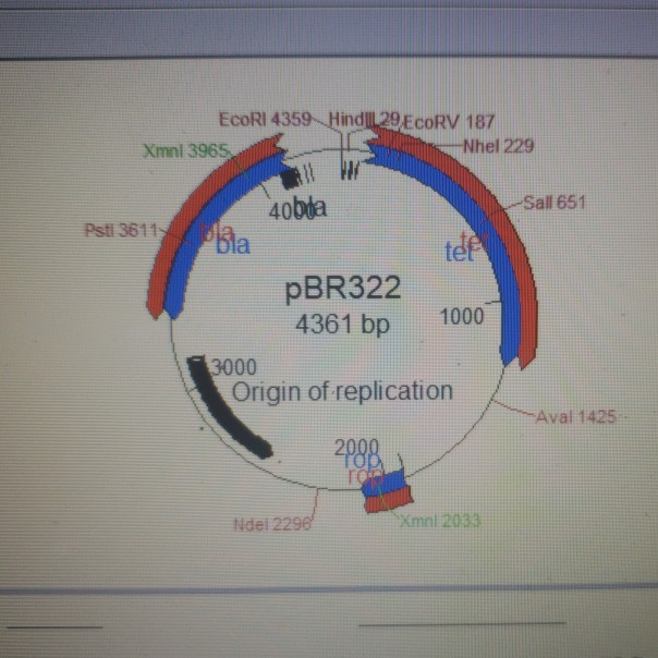 Solved 8. heldentity of the ladder bandse 2.5kb MWL A B с | Chegg.com