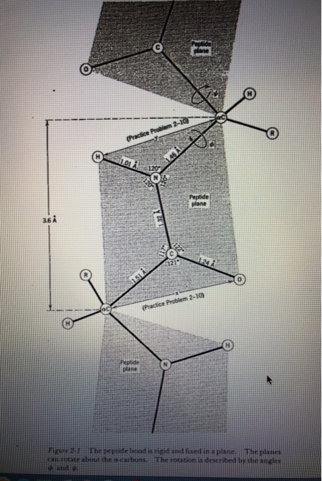 Solved 10. Calculate the width of the peptide plane, that | Chegg.com