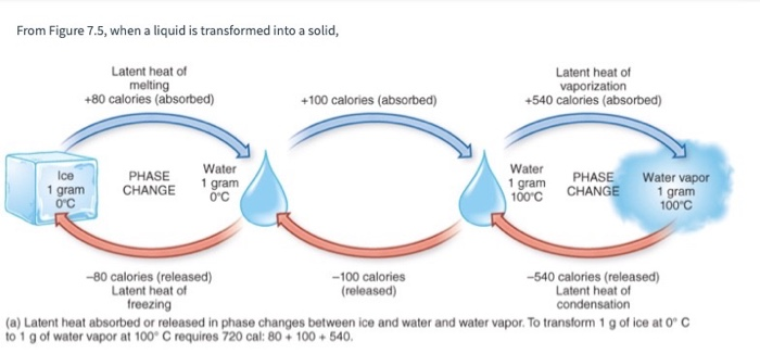 Solved From Figure 7.5, when a liquid is transformed into a | Chegg.com