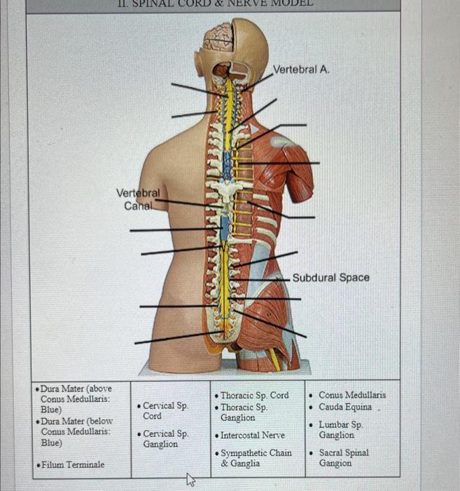 Solved spinal cord & nerve model label the leader lines | Chegg.com