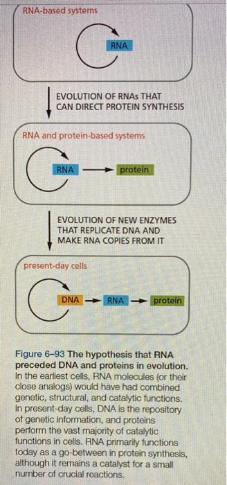 Solved RNA-based systems G RNA EVOLUTION OF RNAS THAT CAN | Chegg.com