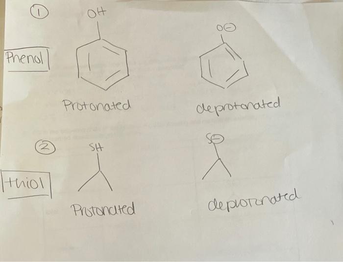 Solved o OH Phenol Protonated deprotonated 2 SH thiol | Chegg.com
