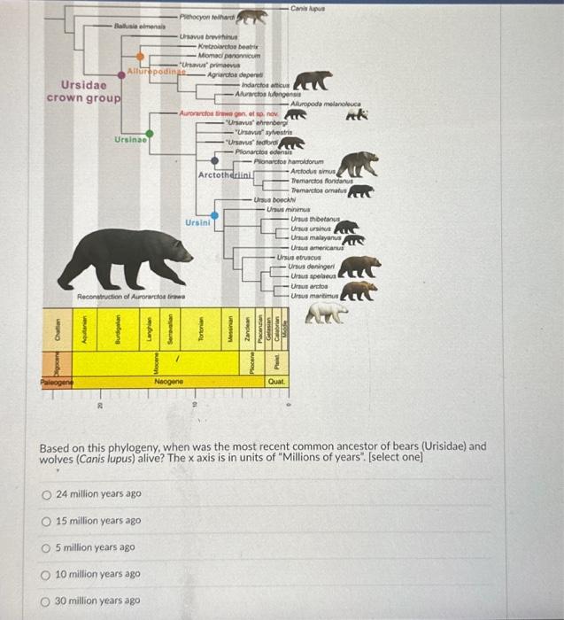 Solved Based on this phylogeny, when was the most recent | Chegg.com