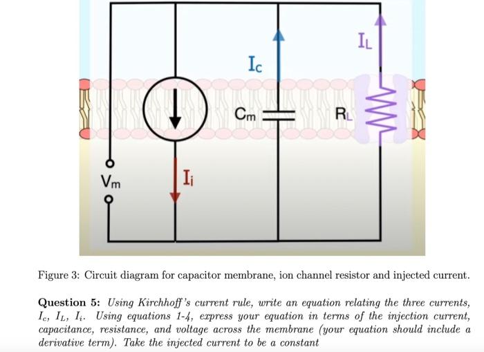 Solved .Figure 3: Circuit diagram for capacitor membrane, | Chegg.com