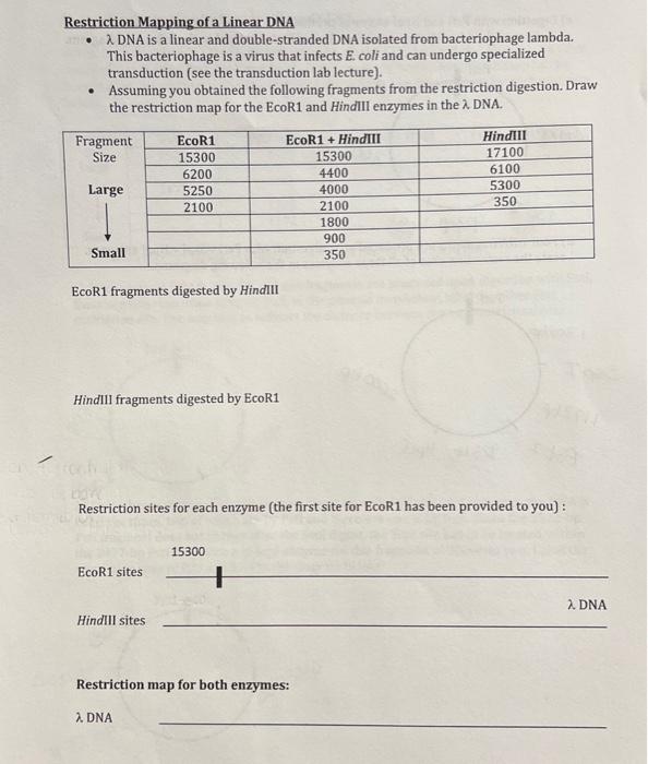 Solved Restriction Mapping of a Linear DNA - λ DNA is a | Chegg.com