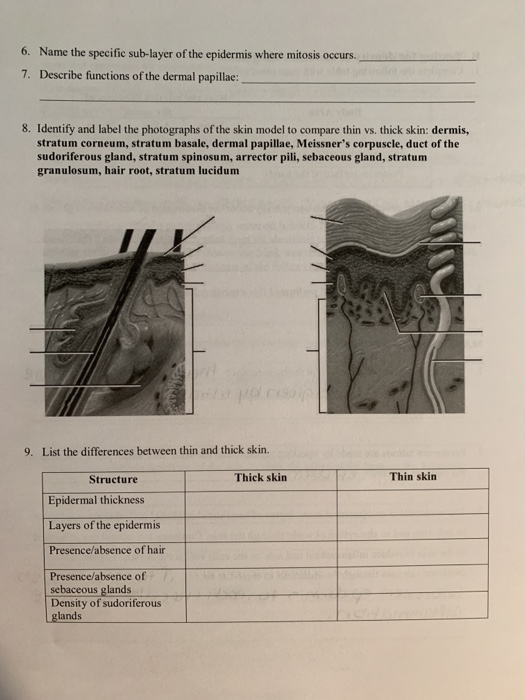 Solved 6. Name the specific sub-layer of the epidermis where | Chegg.com