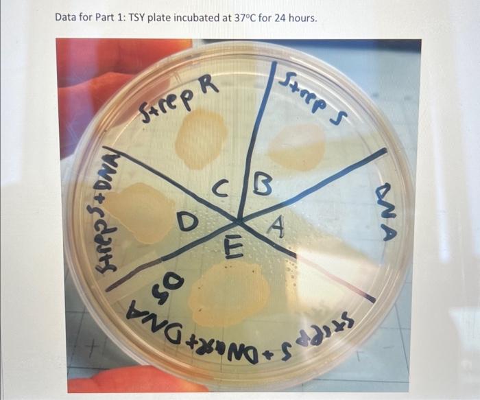 Solved EXERCISE Laboratory Report: Transformation: A Form of | Chegg.com