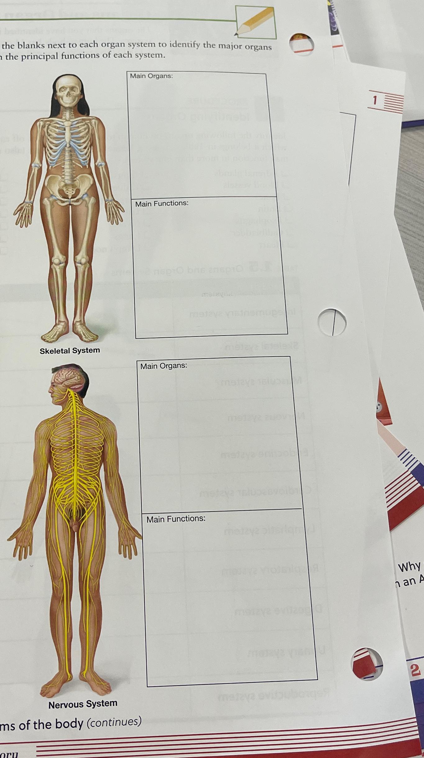 Solved the blanks next to each organ system to identify the | Chegg.com Solved the blanks next to each organ system to identify the | Chegg.com