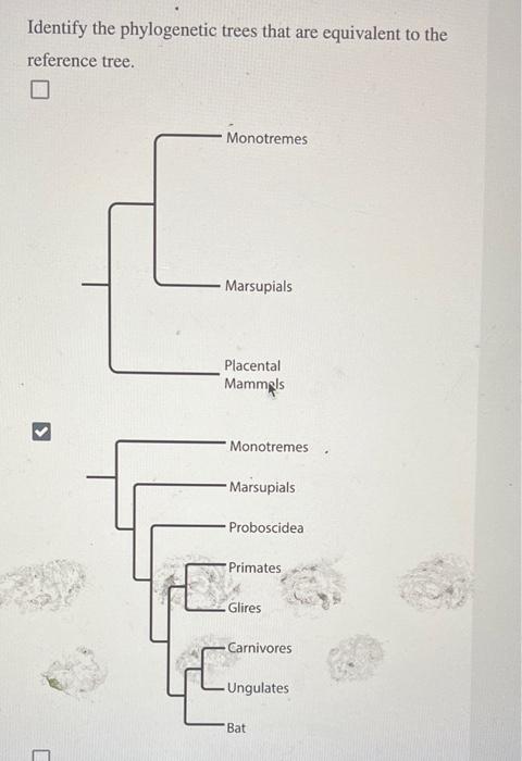Solved The phylogenetic tree shows a simplified hypothesis | Chegg.com
