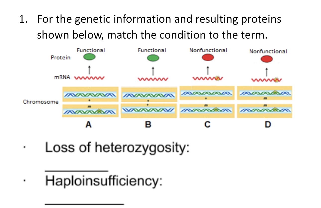 Solved For the genetic information and resulting protein | Chegg.com