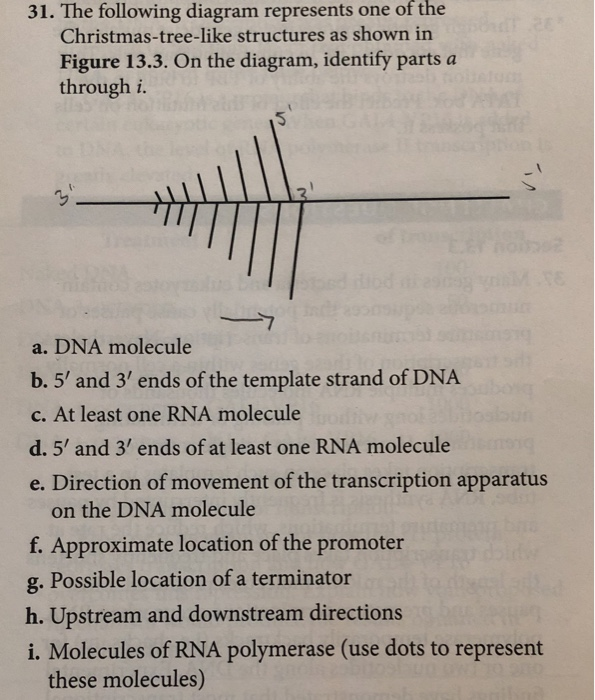 Solved 31. The following diagram represents one of the | Chegg.com