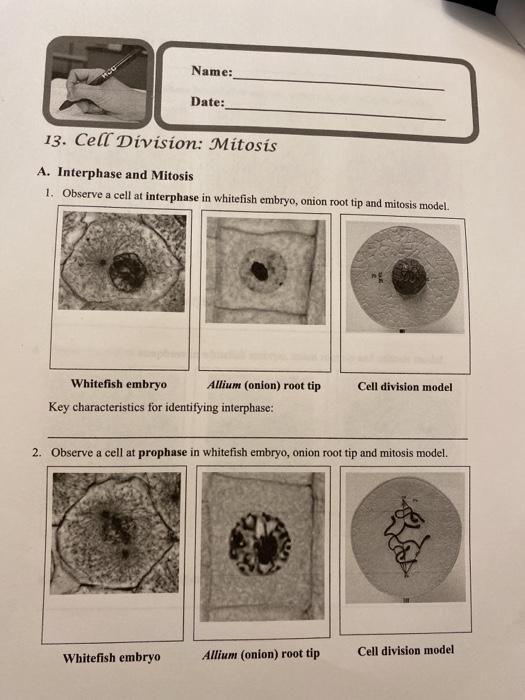 Solved Name: Date: 13. Cell Division: Mitosis A. Interphase | Chegg.com