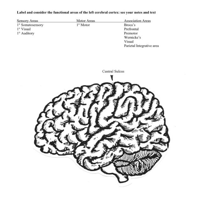 Solved Label and consider the functional areas of the left | Chegg.com