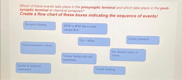 Solved Which of these events take place in the presynaptic | Chegg.com