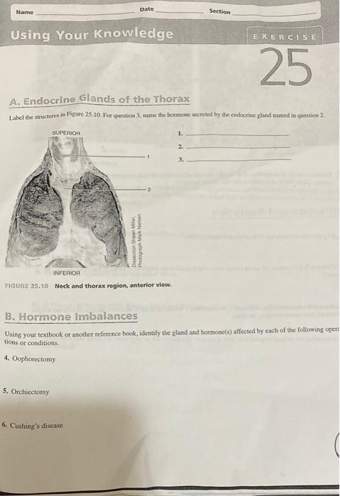 Solved Date Name Using Your Knowledge EXERCISE 25 A. | Chegg.com