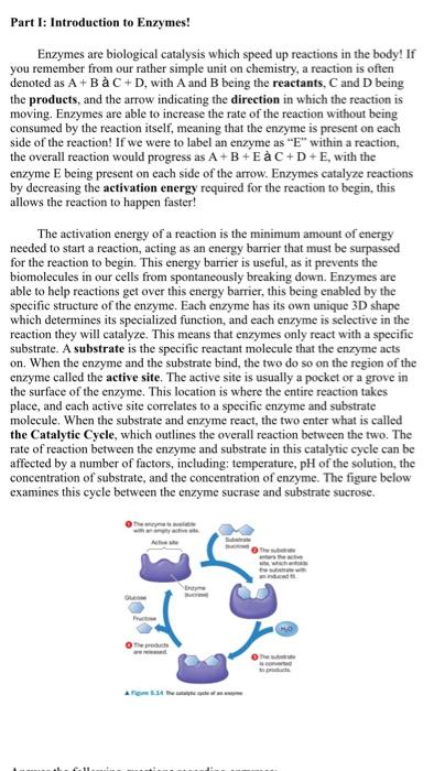 Solved Part 1: Introduction to Enzymes! Enzymes are | Chegg.com