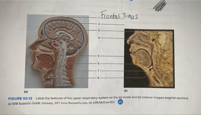 label the features of the upper respiratory system on | Chegg.com