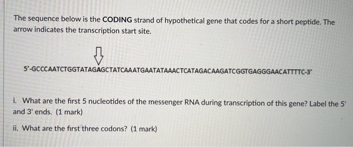 Solved The sequence below is the CODING strand of | Chegg.com