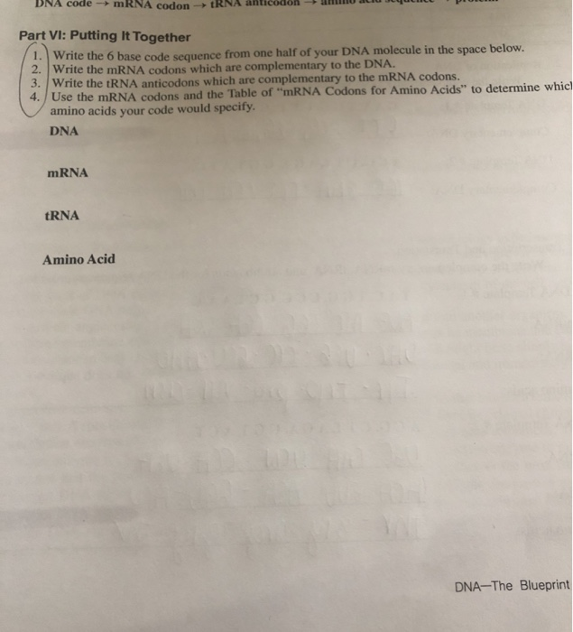 Solved DNA code mRNA codan RNA anticodon aeque Part VI: | Chegg.com