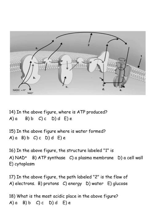 Atp Structure Labeled