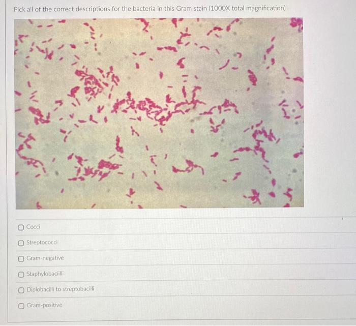 Solved Pick all of the correct descriptions for the bacteria | Chegg.com