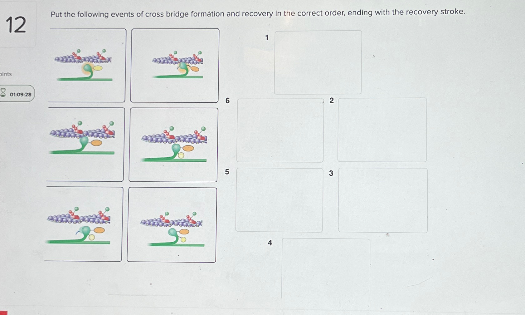 Solved 12Put the following events of cross bridge formation | Chegg.com