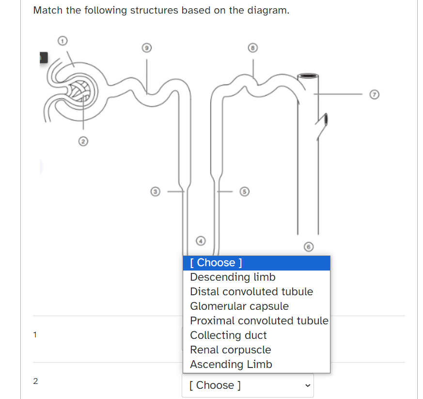 Solved Match the following structures based on the diagram. | Chegg.com
