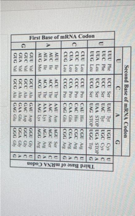 Using this mRNA codor chart, and the mRNA sequence | Chegg.com