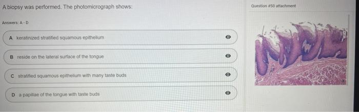 Solved Function of the pointed cells: Question a 49 | Chegg.com