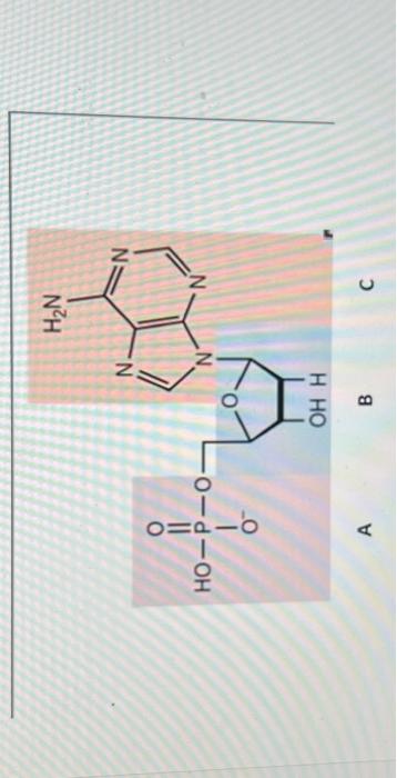 Solved Question 1Identify the correct name of the nucleotide | Chegg.com