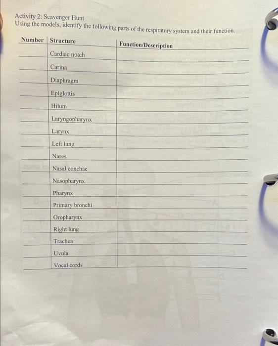 Solved Activity 2: Scavenger Hunt Using the models, identify | Chegg.com