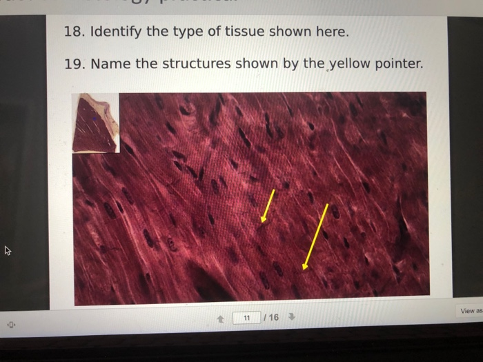 Solved 18. Identify the type of tissue shown here. 19. Name | Chegg.com