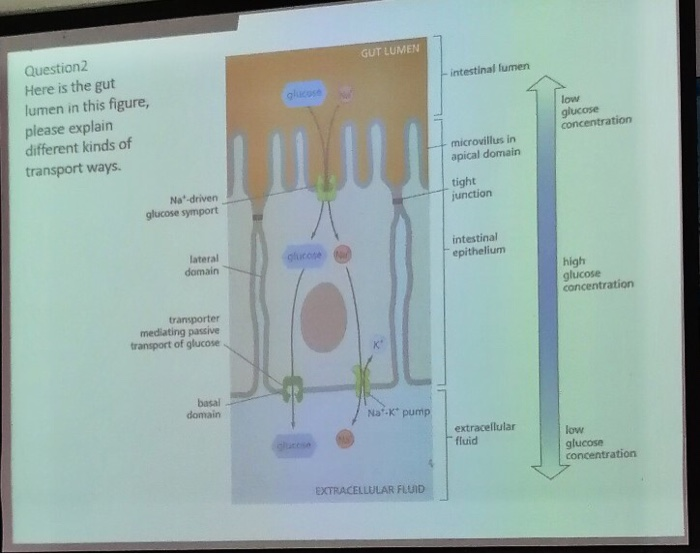 Solved Question2 GUT LUMEN Here is the gut lumen in this | Chegg.com