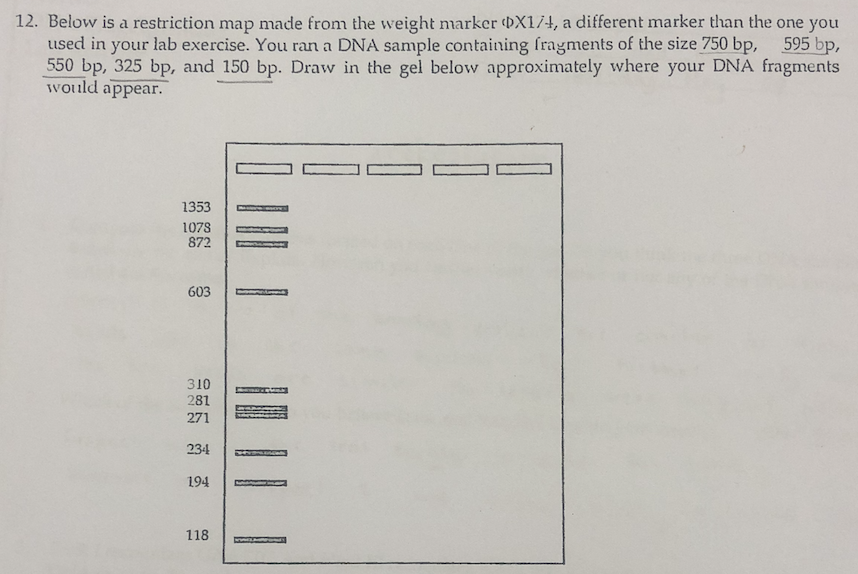 Solved Below is a restriction map made from the weight | Chegg.com