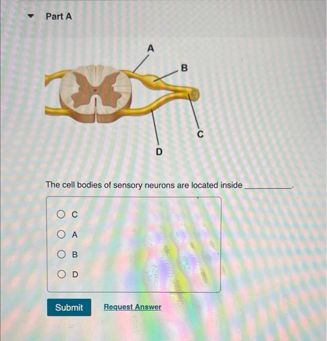 Solved Part A A B 20 C D The cell bodies of sensory neurons | Chegg.com