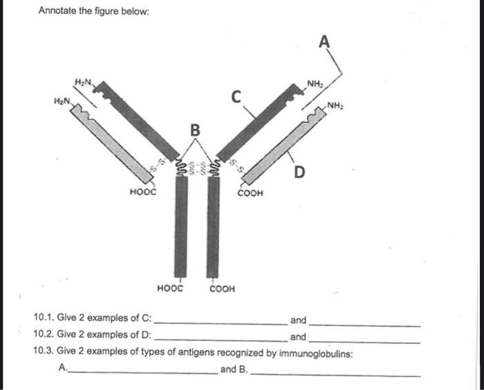 Solved Annotate the figure below: 10.1. Give 2 examples of | Chegg.com