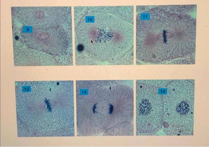 Solved Cell division- label it | Chegg.com