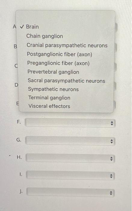 Solved Label the general pattern of neurons and | Chegg.com