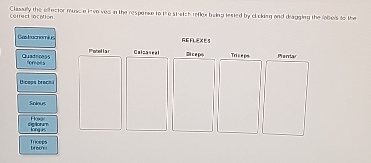 Solved Classify the effector muscle involved in the response | Chegg.com
