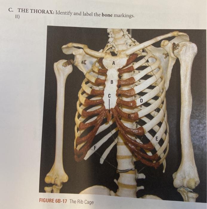 Solved C. THE THORAX: Identify and label the bone markings. | Chegg.com