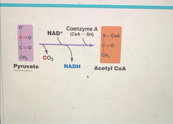 Solved Pyruvate NADH Acetyl CoA In the reaction above, | Chegg.com