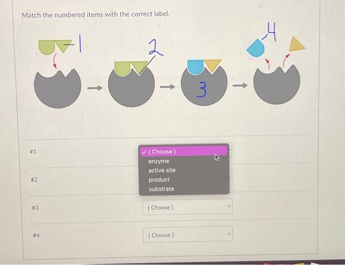 Solved Match the numbered items with the correct label. | Chegg.com