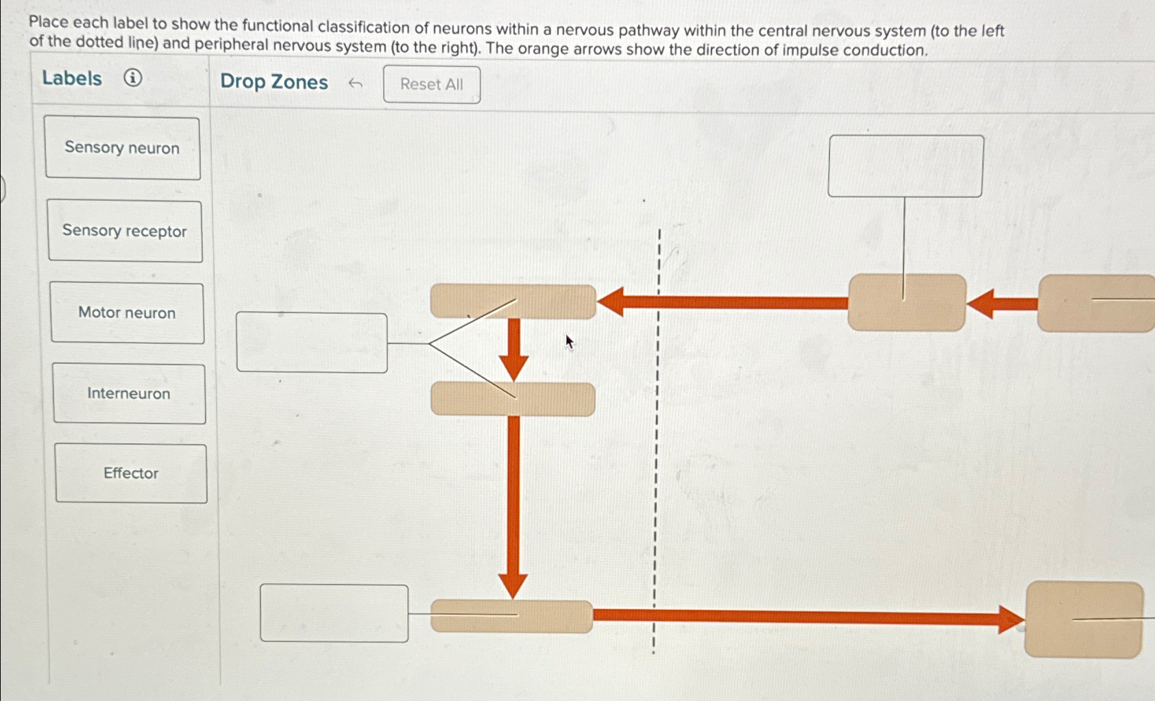Solved Place each label to show the functional | Chegg.com