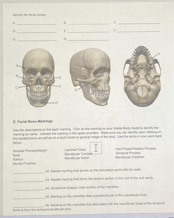 Solved Identify the markings on the skull: A B c. D. E. F. | Chegg.com