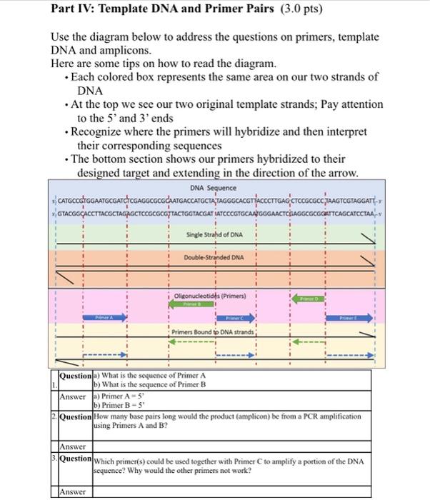 Solved Part IV: Template DNA and Primer Pairs ( 3.0pts) Use | Chegg.com