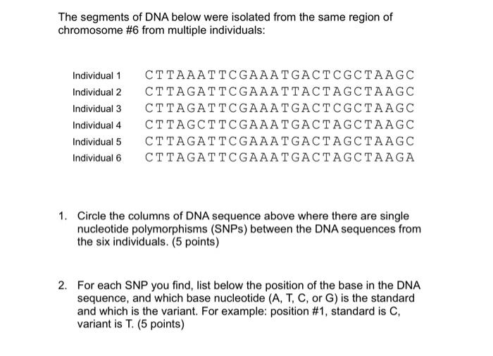 Solved The segments of DNA below were isolated from the same | Chegg.com