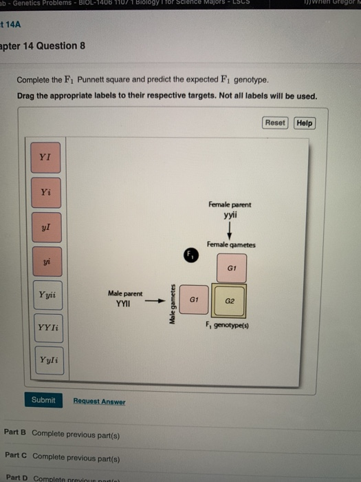 Solved ab - Genetics Problems - BIOL-1406 110/ 1 Biology 1 | Chegg.com